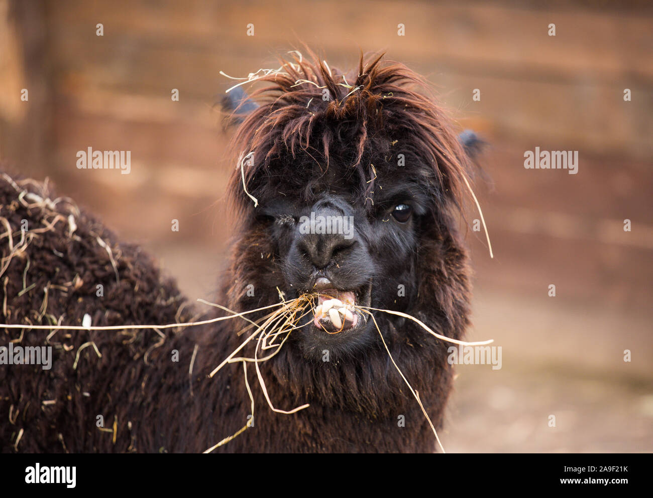 Closeup portrait of an adorable cute black curly shagged male alpaca ...