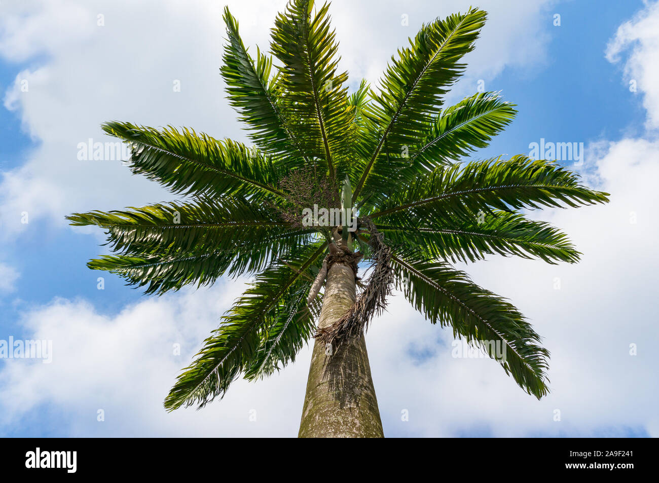 Canopy palm hi-res stock photography and images - Alamy