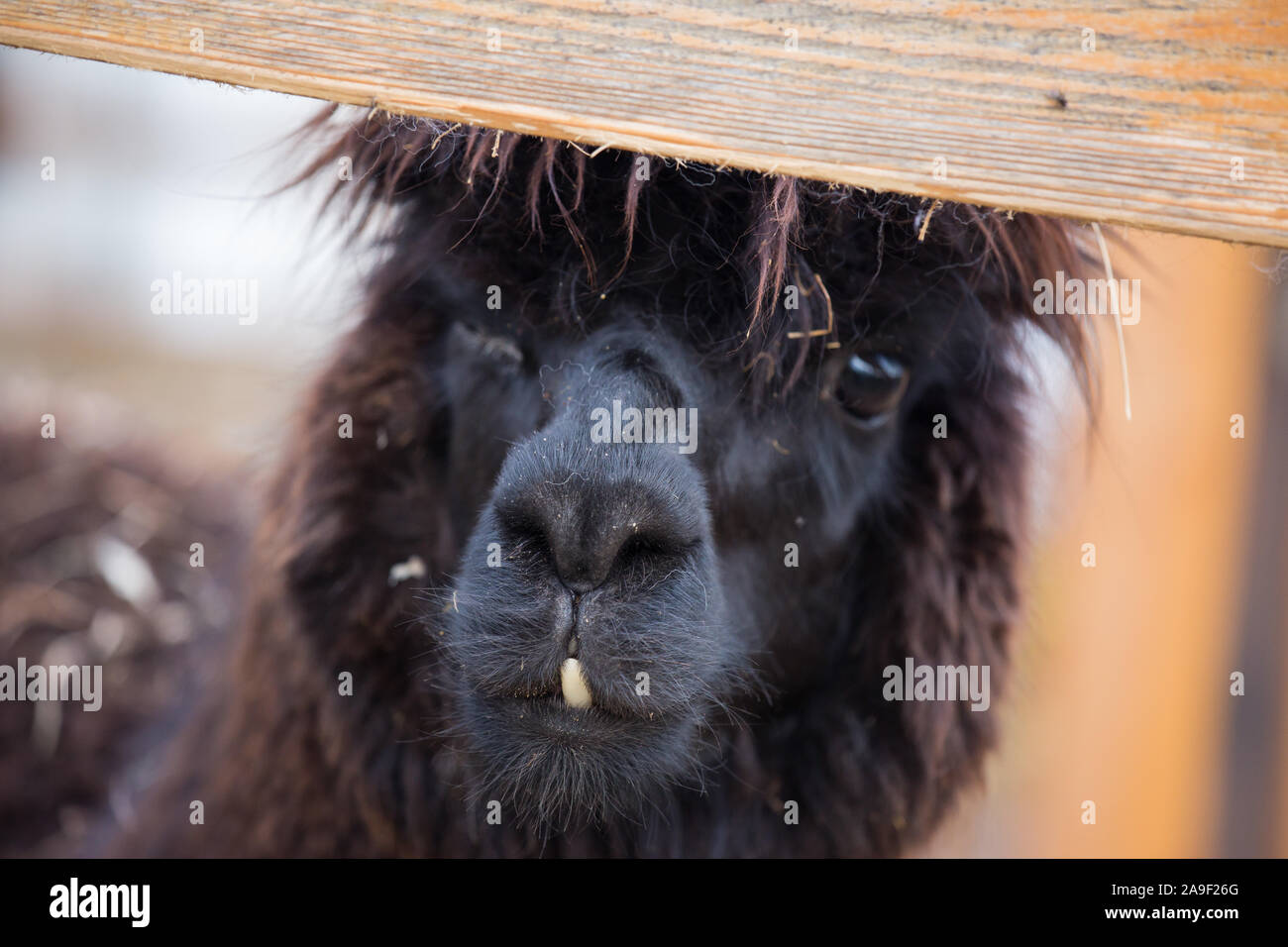 Closeup portrait of an adorable cute black curly shagged male alpaca ...