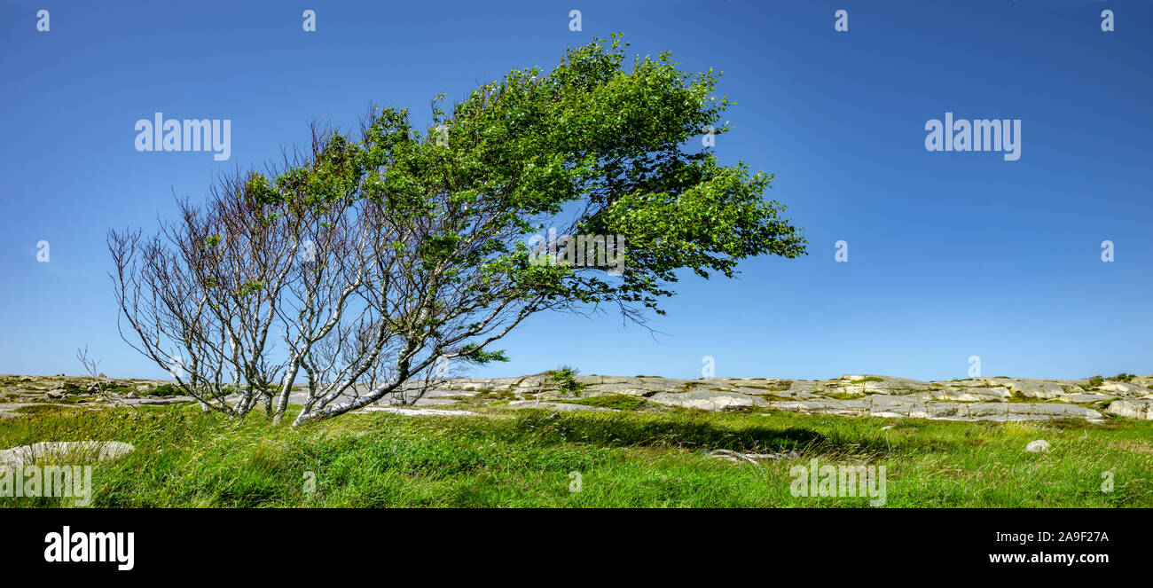Tree Bent Wind Crooked Tree High Resolution Stock Photography and ...