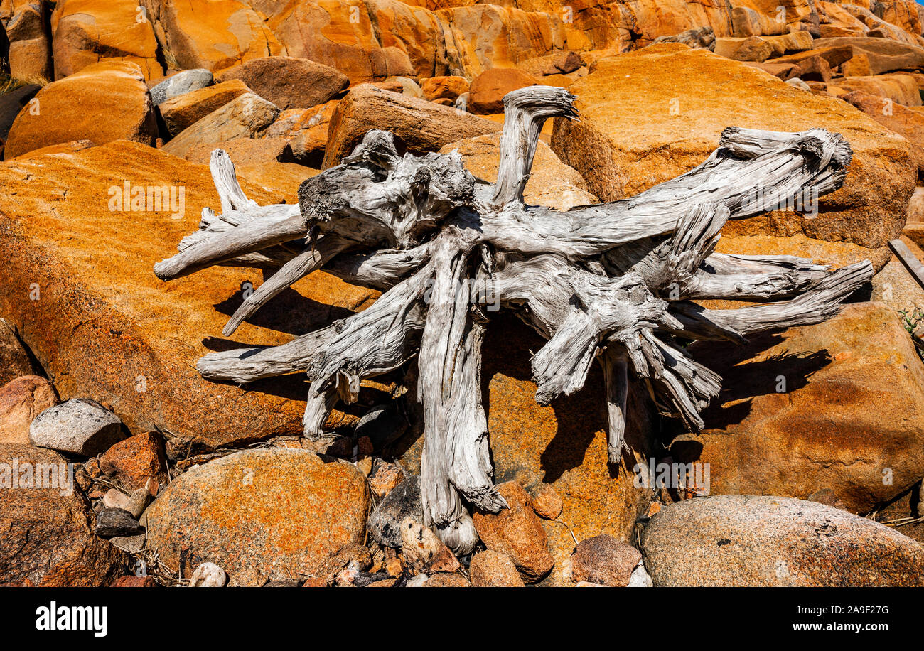 Root aged hi-res stock photography and images - Alamy