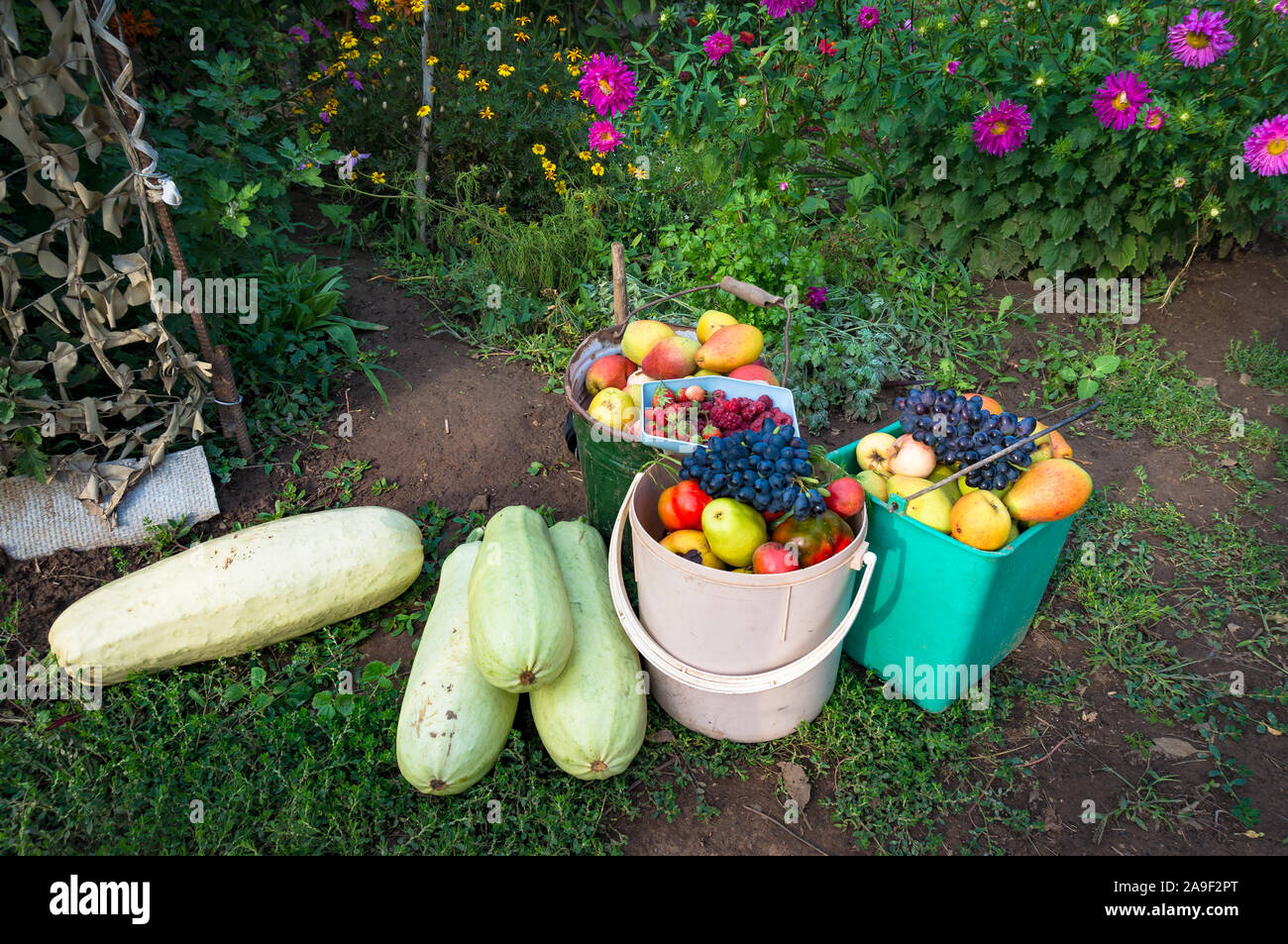 Farm crop of zucchinis and fruits. Veggie patch crop of vegetables and ...