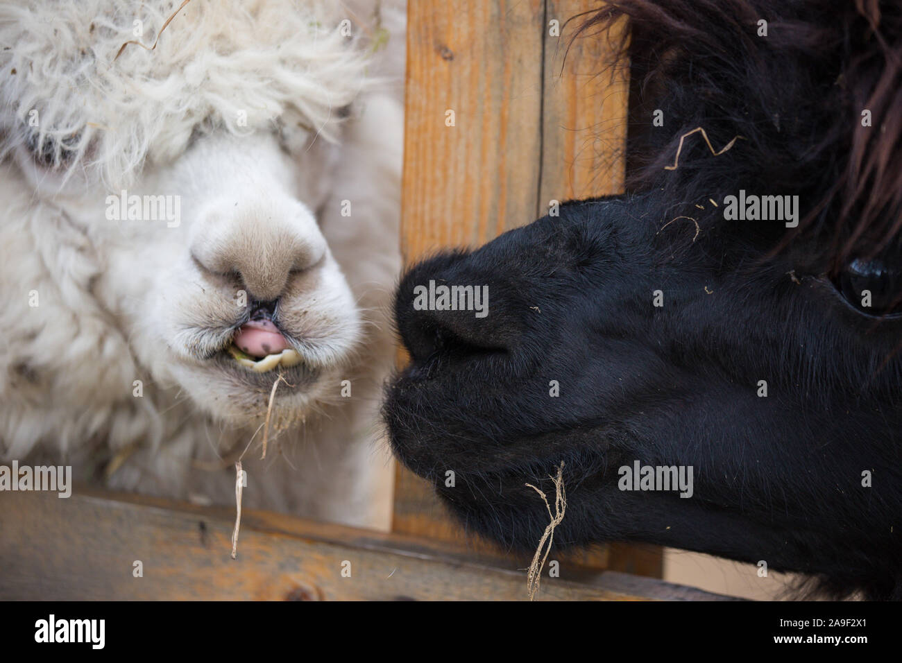 Closeup portrait of an adorable cute black curly shagged male alpaca ...