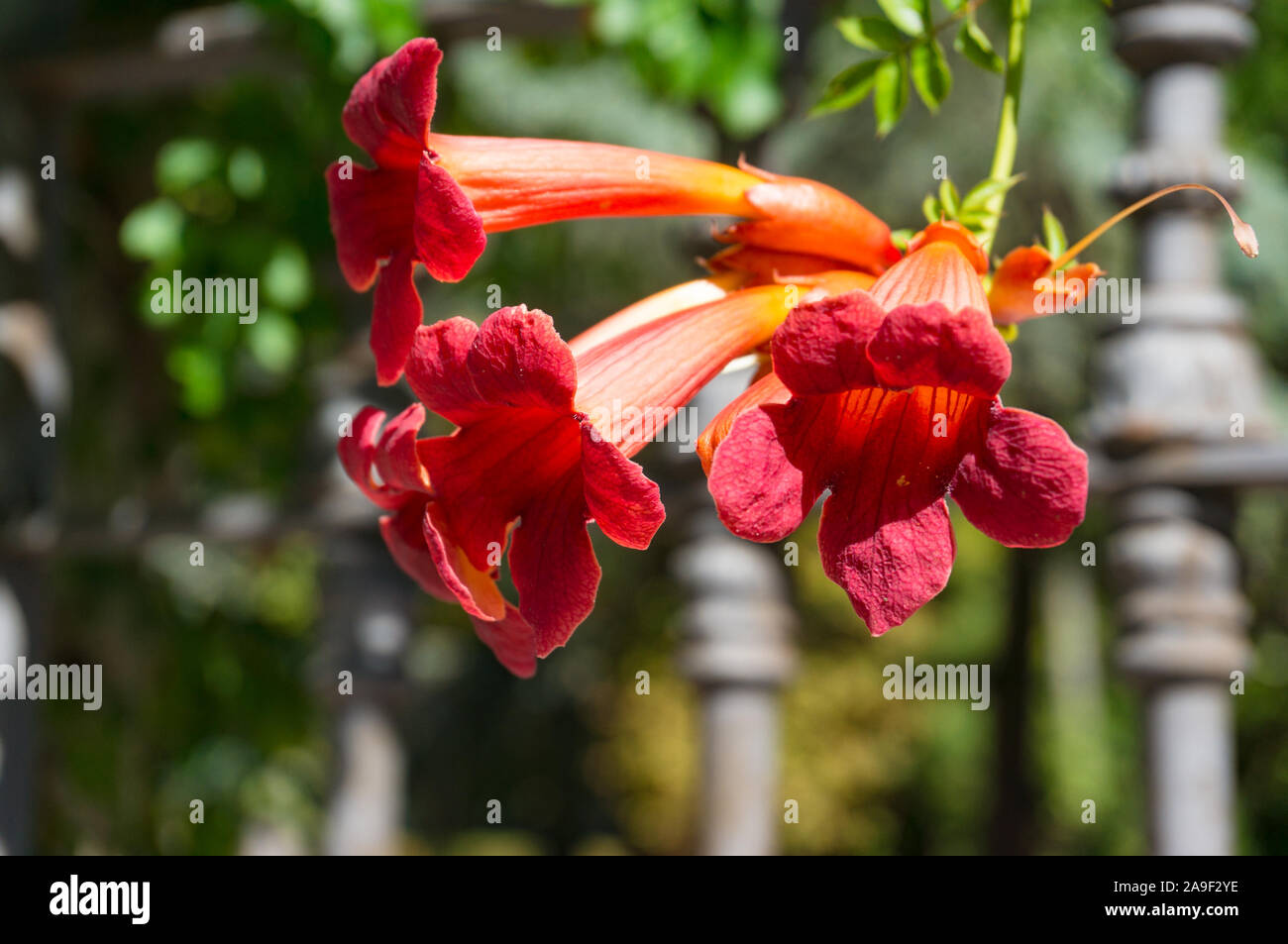 Red tropical flowers hi-res stock photography and images - Alamy