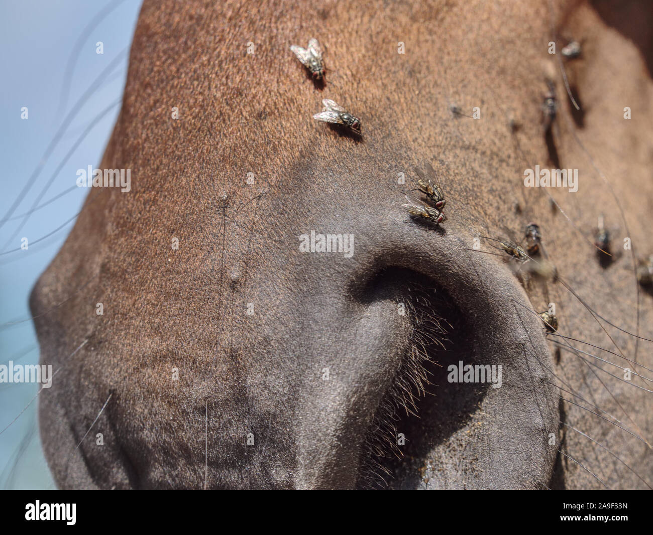 Closeup of the nose of a brown horse. Animal detail portrait outdoor ...