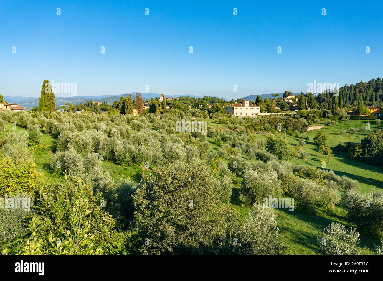 Landscape with olive trees hi-res stock photography and images - Alamy
