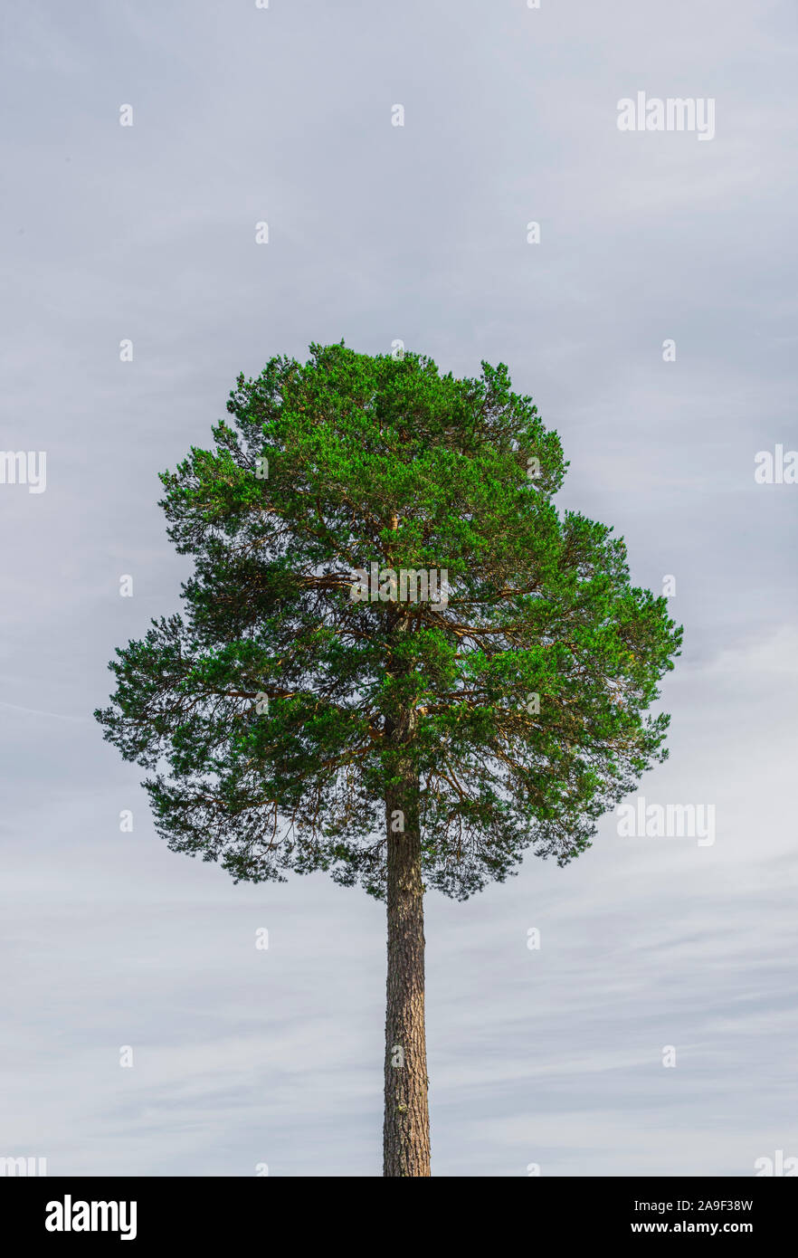 Tall pinetree hi-res stock photography and images - Alamy