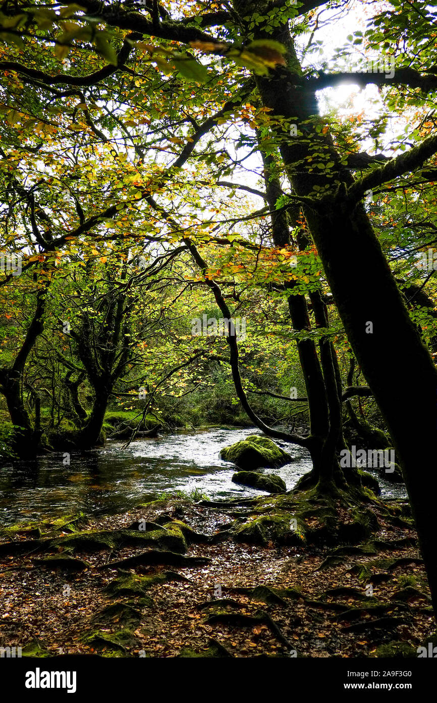 The River Fowey flowing through the ancient woodland of Draynes Wood at ...