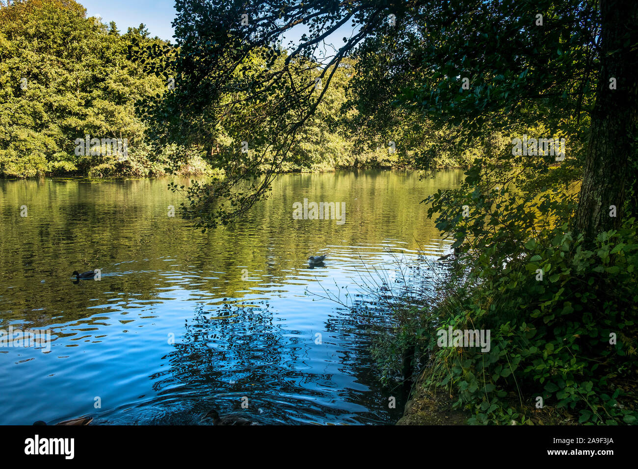 The lake in Tehidy Country Park, the largest area of woodland in West ...