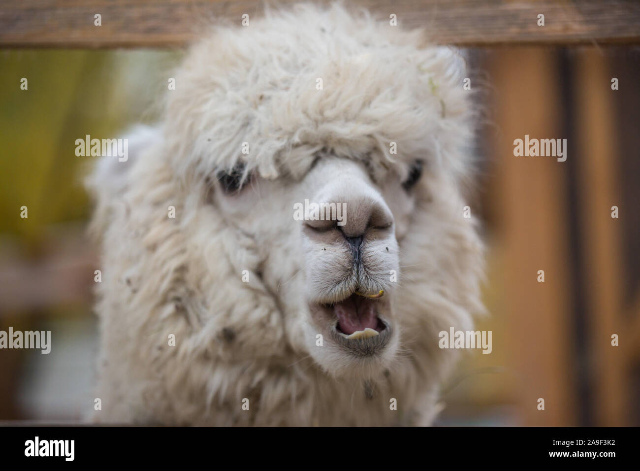 Closeup portrait of an adorable cute white curly shagged female alpaca ...