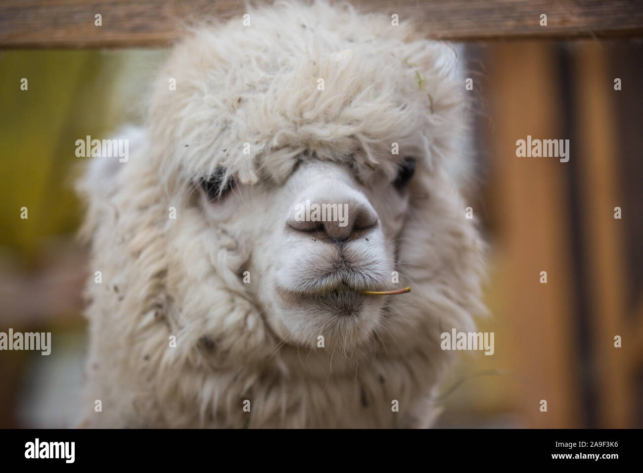 Closeup portrait of an adorable cute white curly shagged female alpaca ...