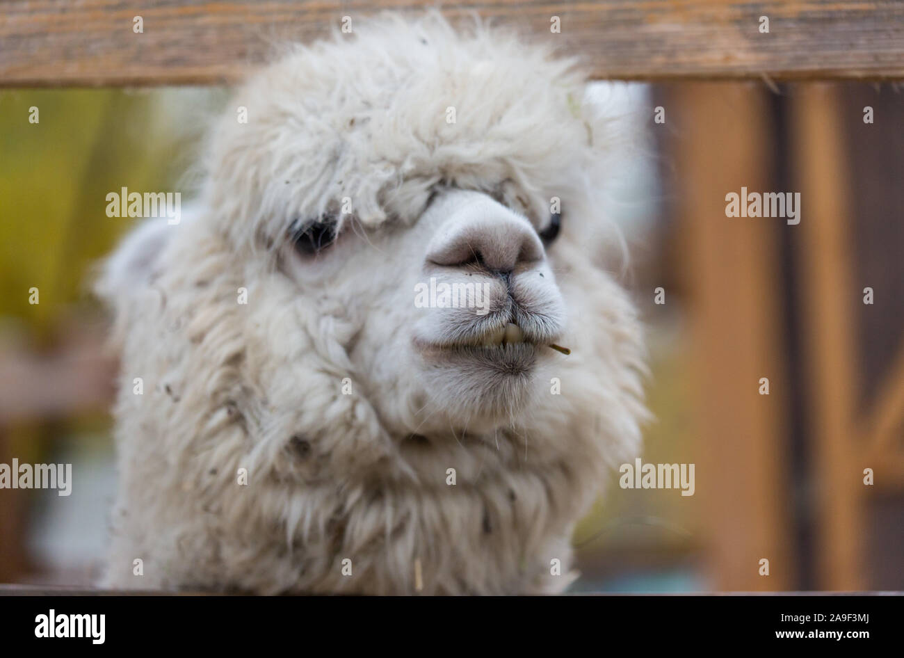 Closeup portrait of an adorable cute white curly shagged female alpaca ...