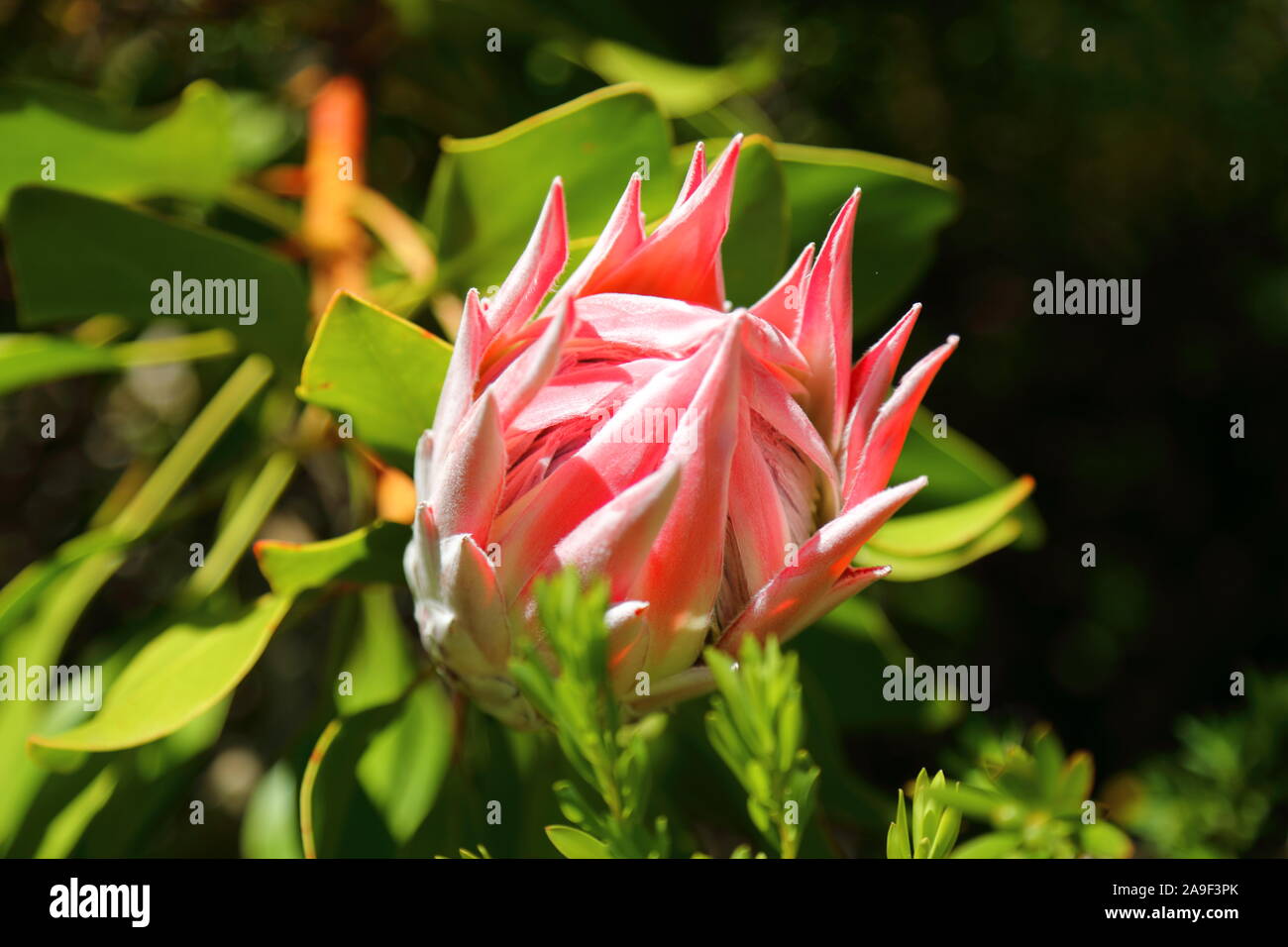 King Protea, protea cynaroides, national flower of South Africa at ...