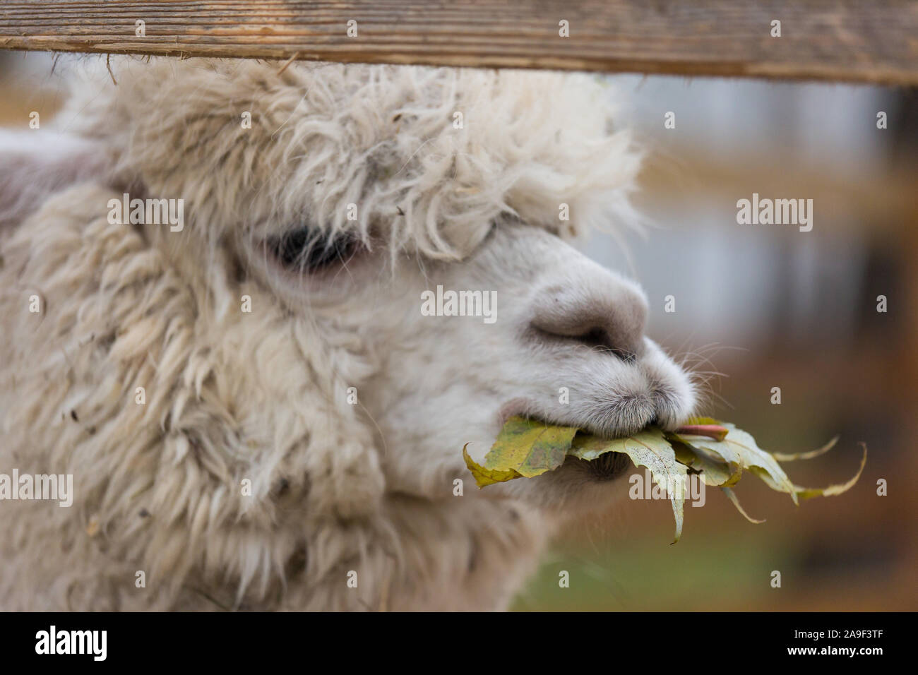 Closeup portrait of an adorable cute white curly shagged female alpaca ...