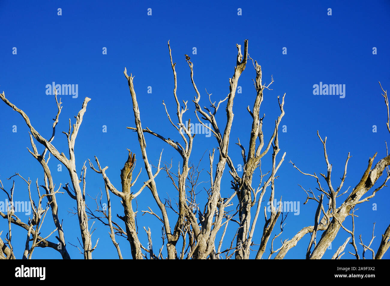 Nature background of dry tree branches against blue sky. Environment ...