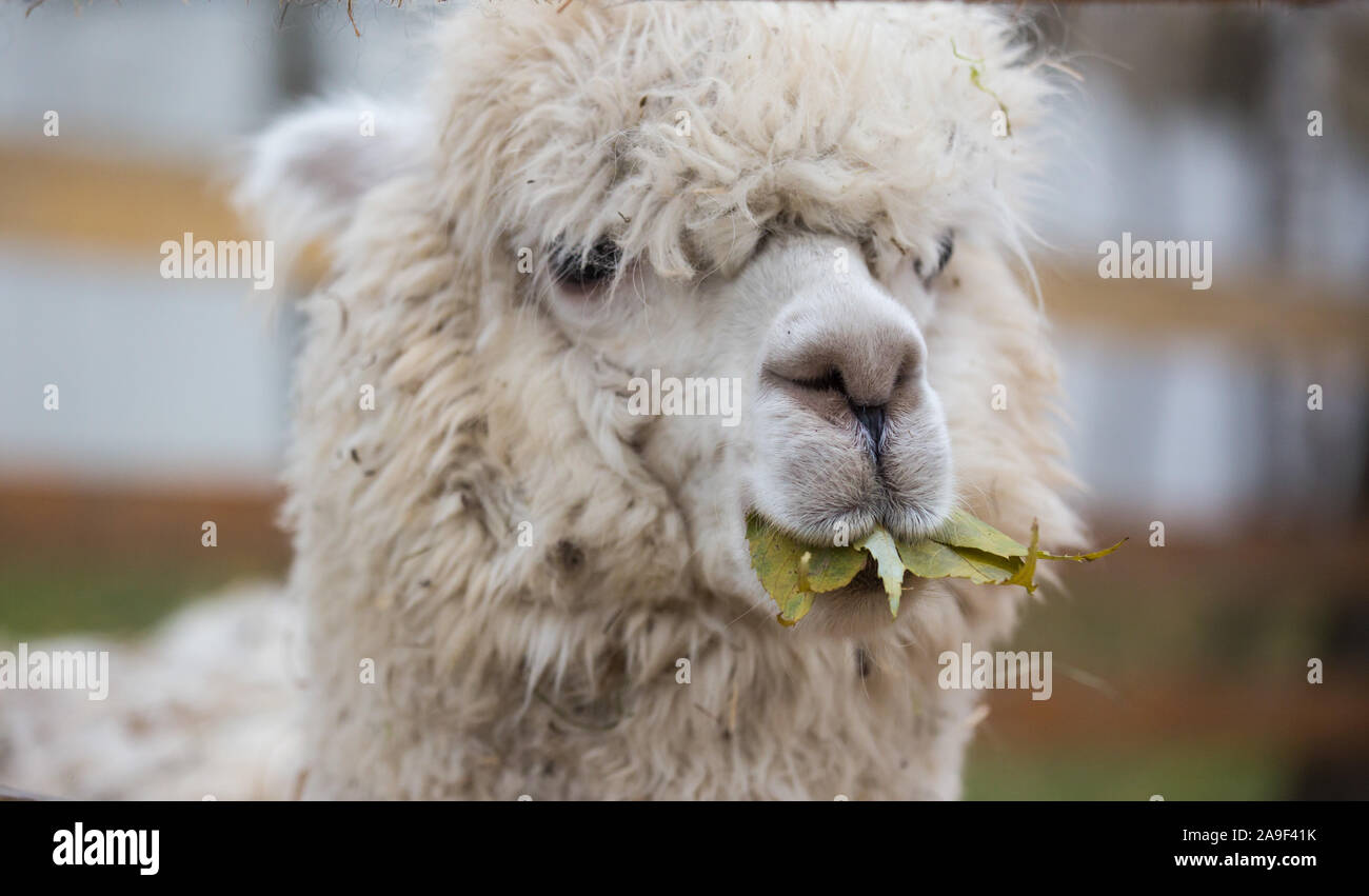 Closeup portrait of an adorable cute white curly shagged female alpaca ...