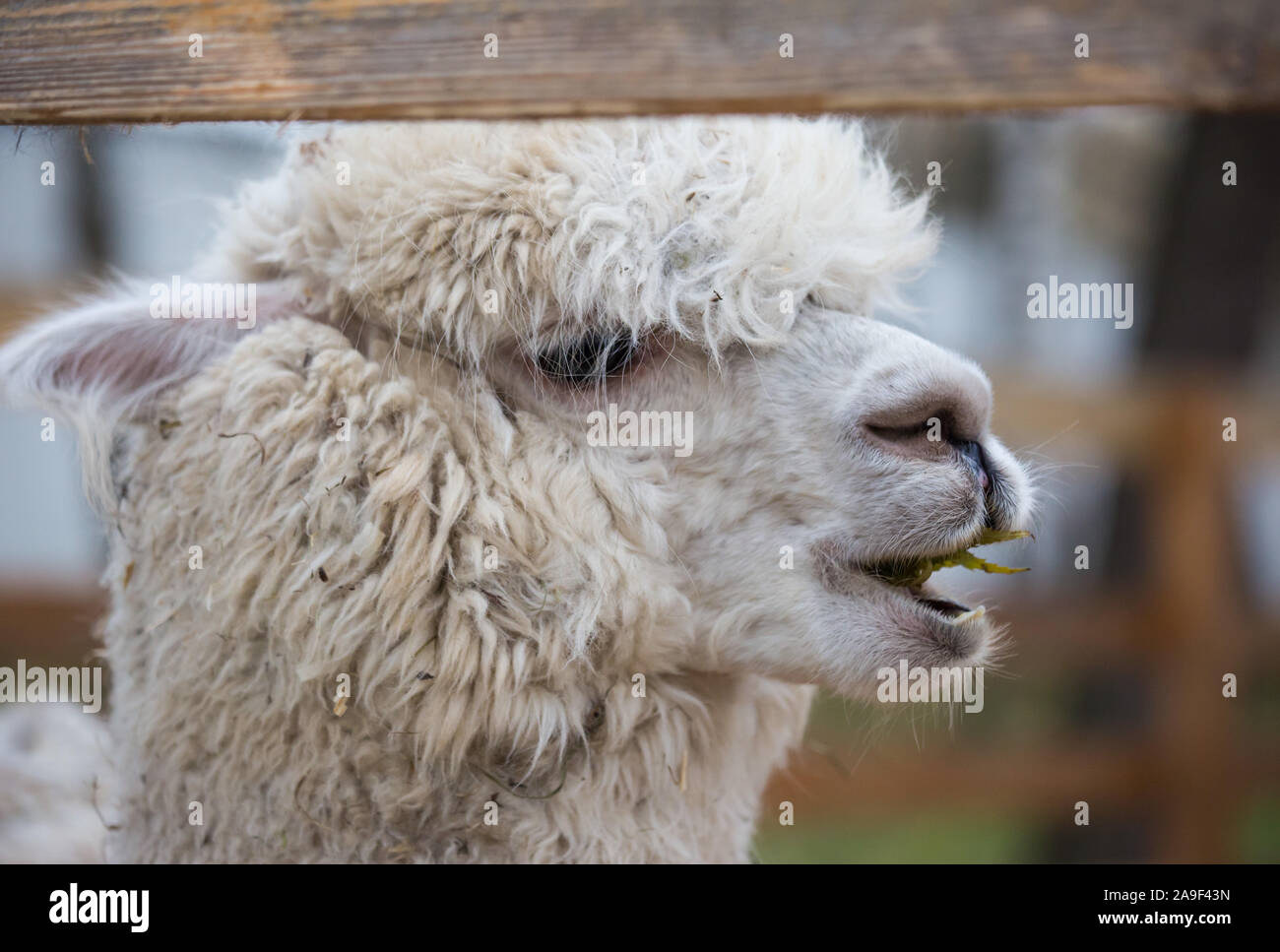 Closeup portrait of an adorable cute white curly shagged female alpaca ...