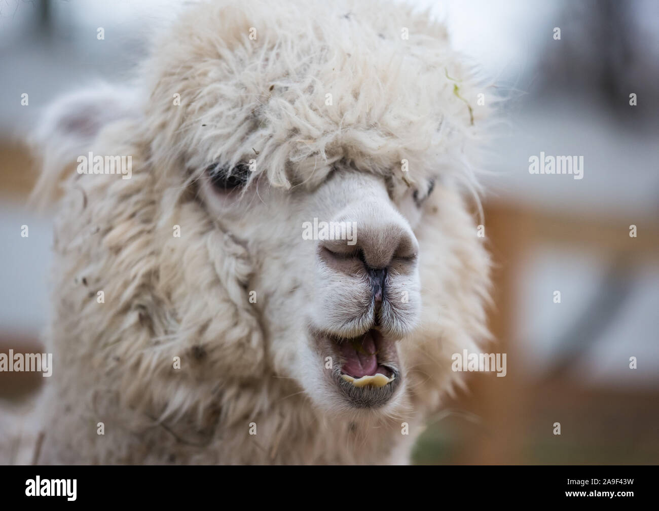 Closeup portrait of an adorable cute white curly shagged female alpaca ...