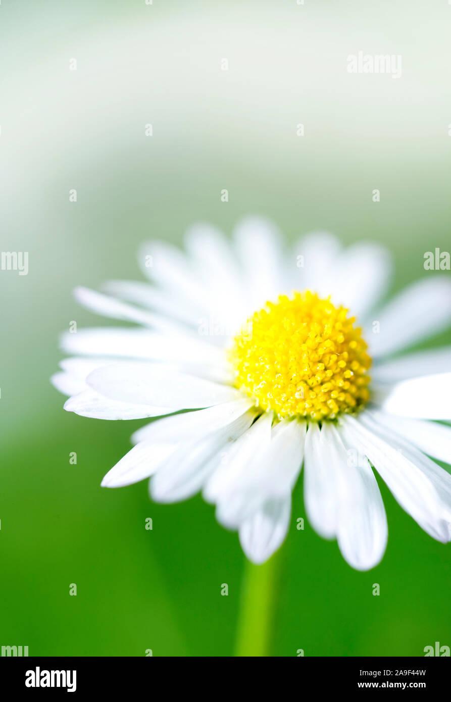 Daisy flourishing hi-res stock photography and images - Alamy