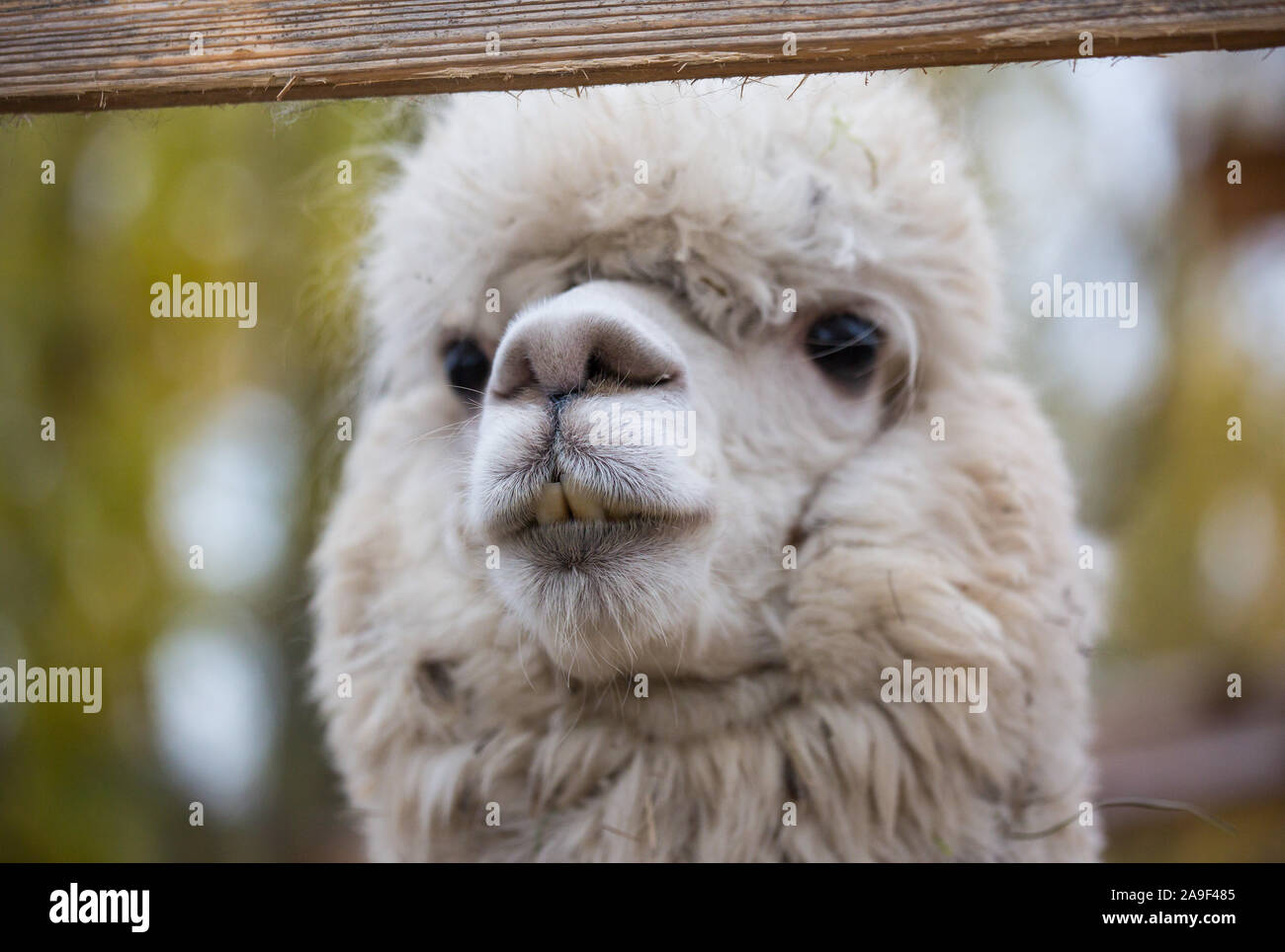 Closeup portrait of an adorable cute white curly shagged female alpaca ...