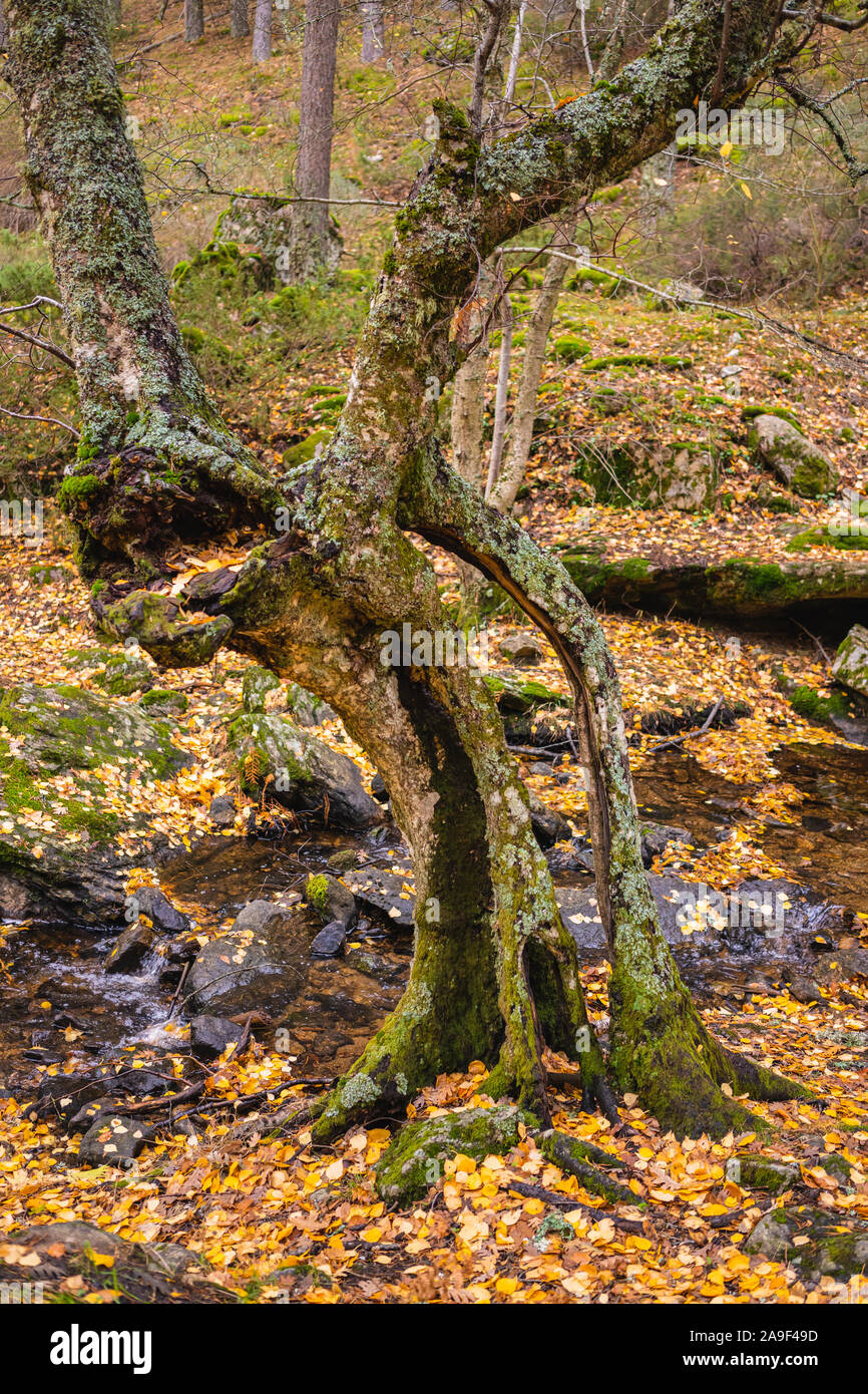 Twisted Tree Trunk Autumn High Resolution Stock Photography and Images ...