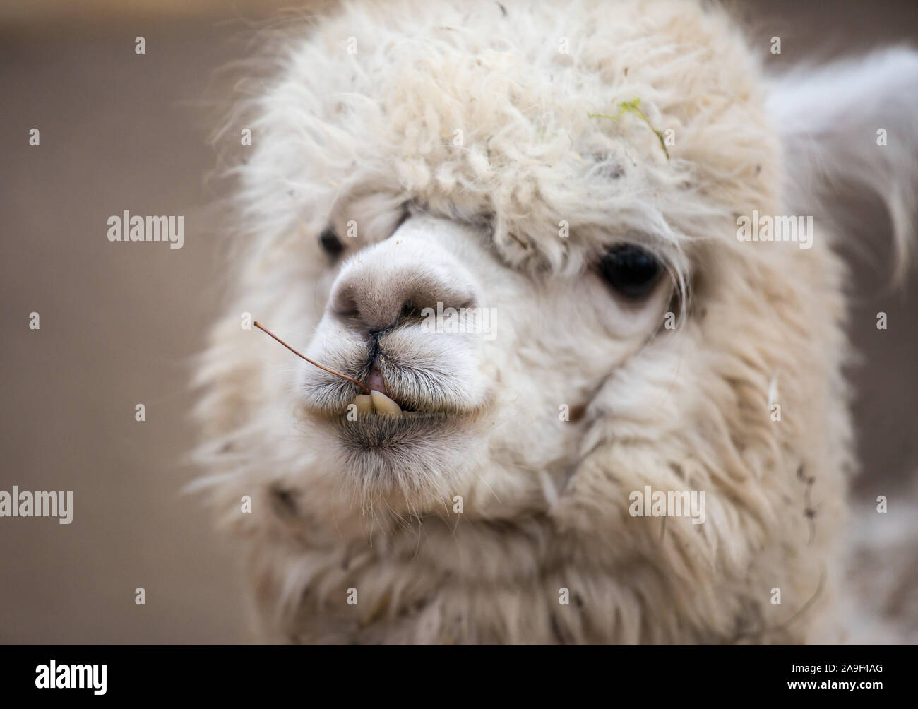 Closeup portrait of an adorable cute white curly shagged female alpaca ...