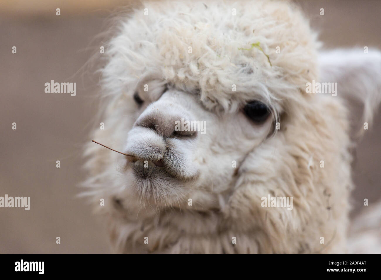 Closeup portrait of an adorable cute white curly shagged female alpaca ...