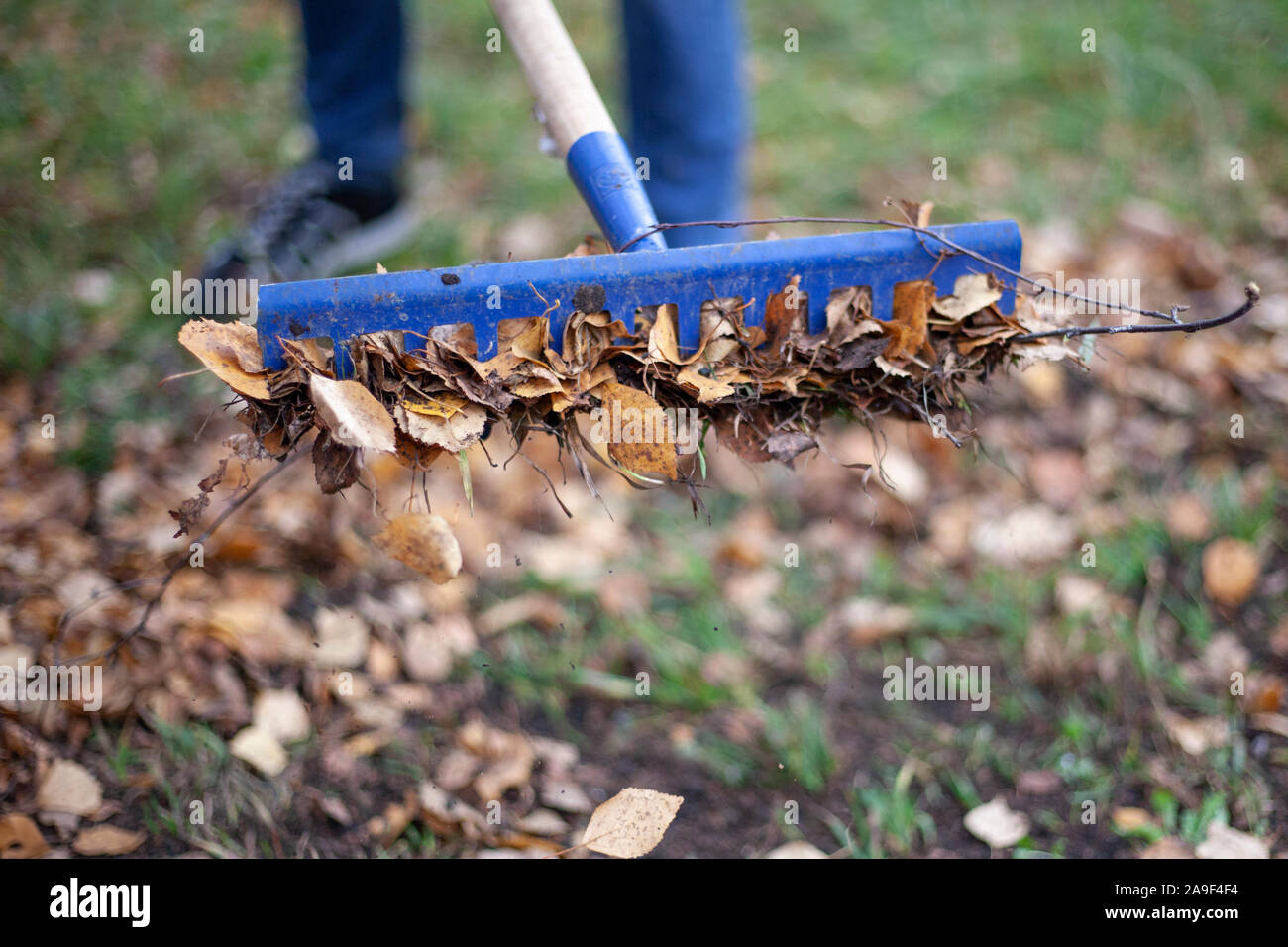 Harvesting leaves with a rake. Dry leaves are collected in the fall ...