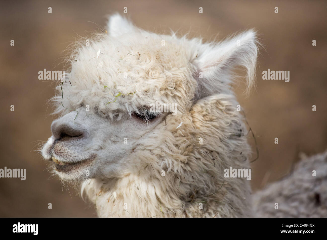 Closeup portrait of an adorable cute white curly shagged female alpaca ...
