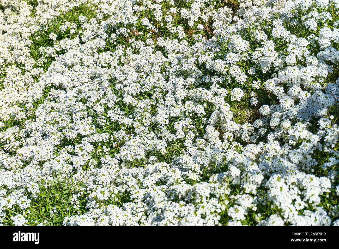 Alyssum flower hi-res stock photography and images - Alamy