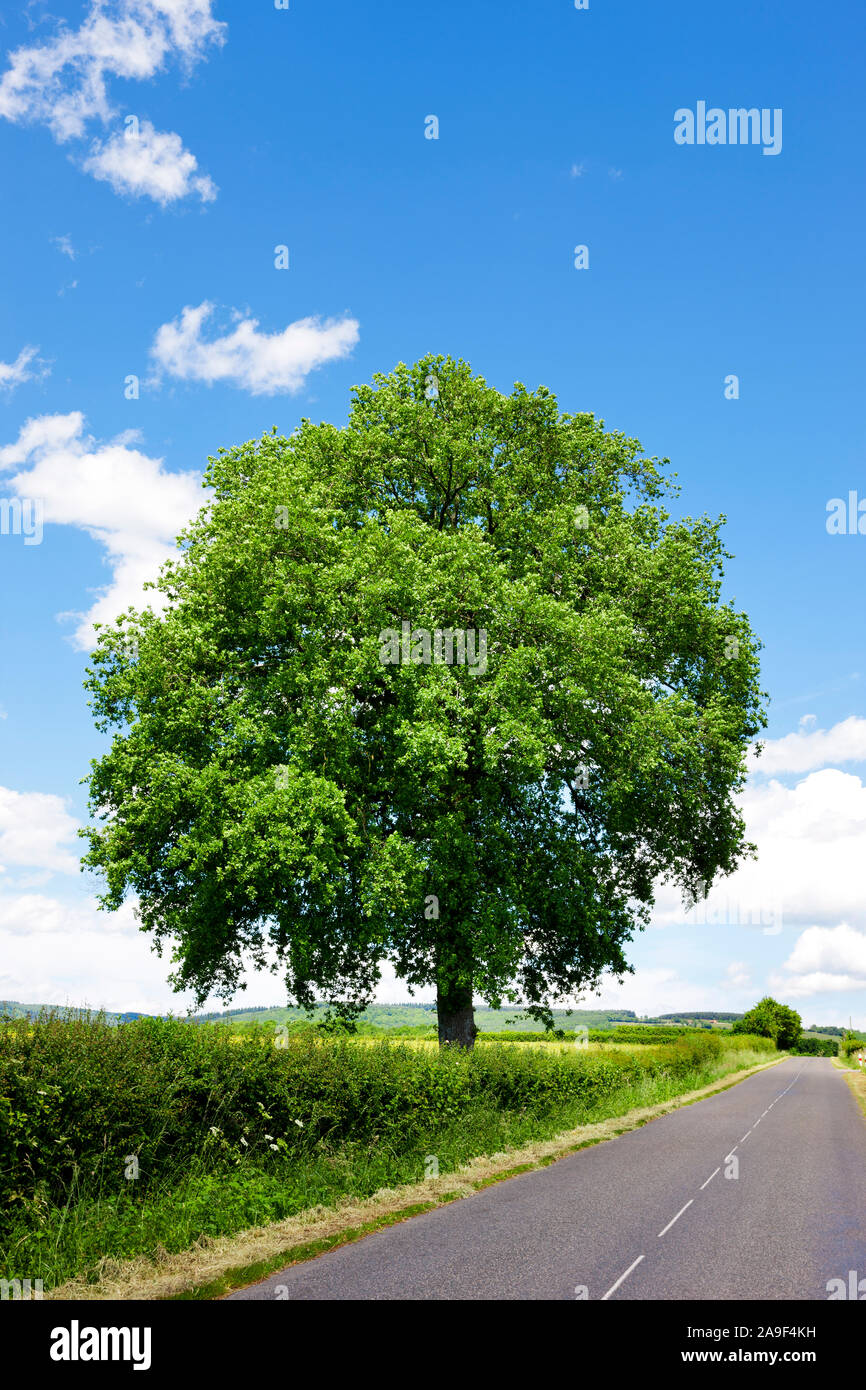 Oak tree street hi-res stock photography and images - Alamy