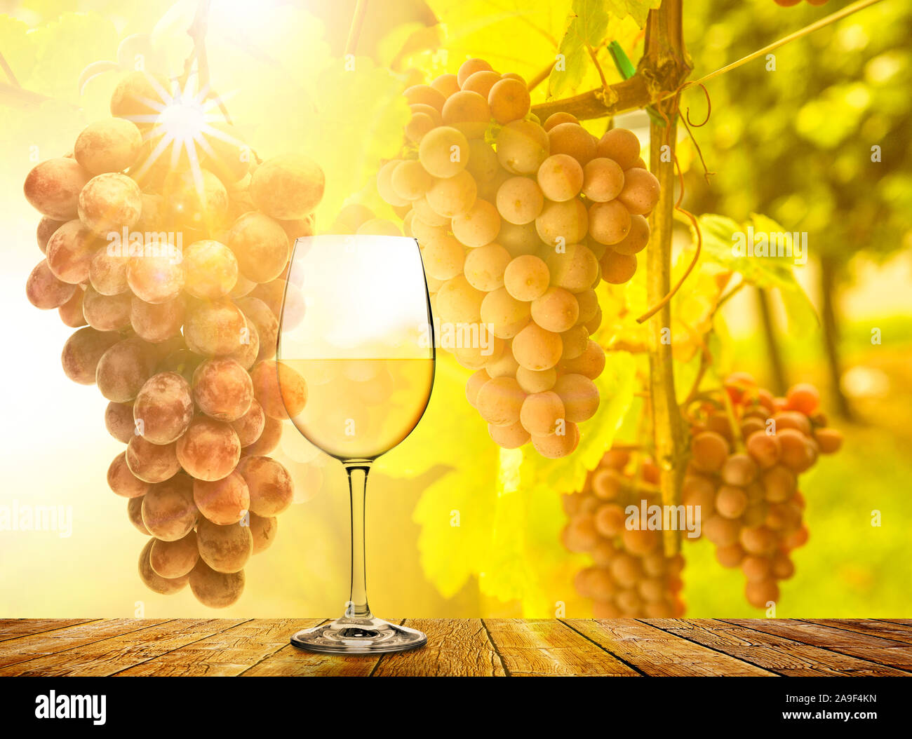 Sun ripened grape hi-res stock photography and images - Alamy