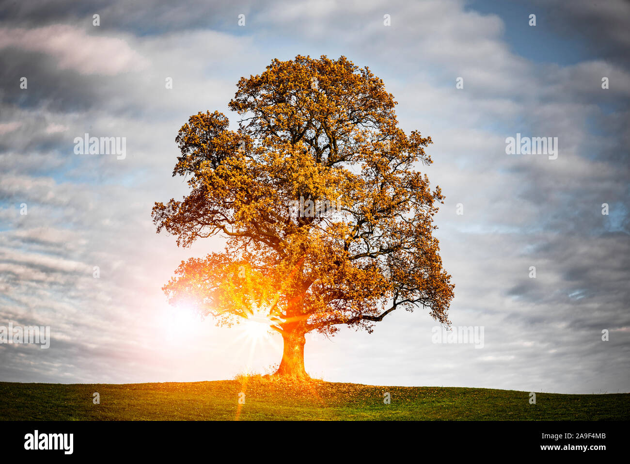 Oak in the fall hi-res stock photography and images - Alamy