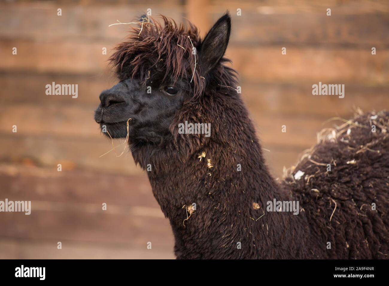 Closeup portrait of an adorable cute black curly shagged male alpaca ...