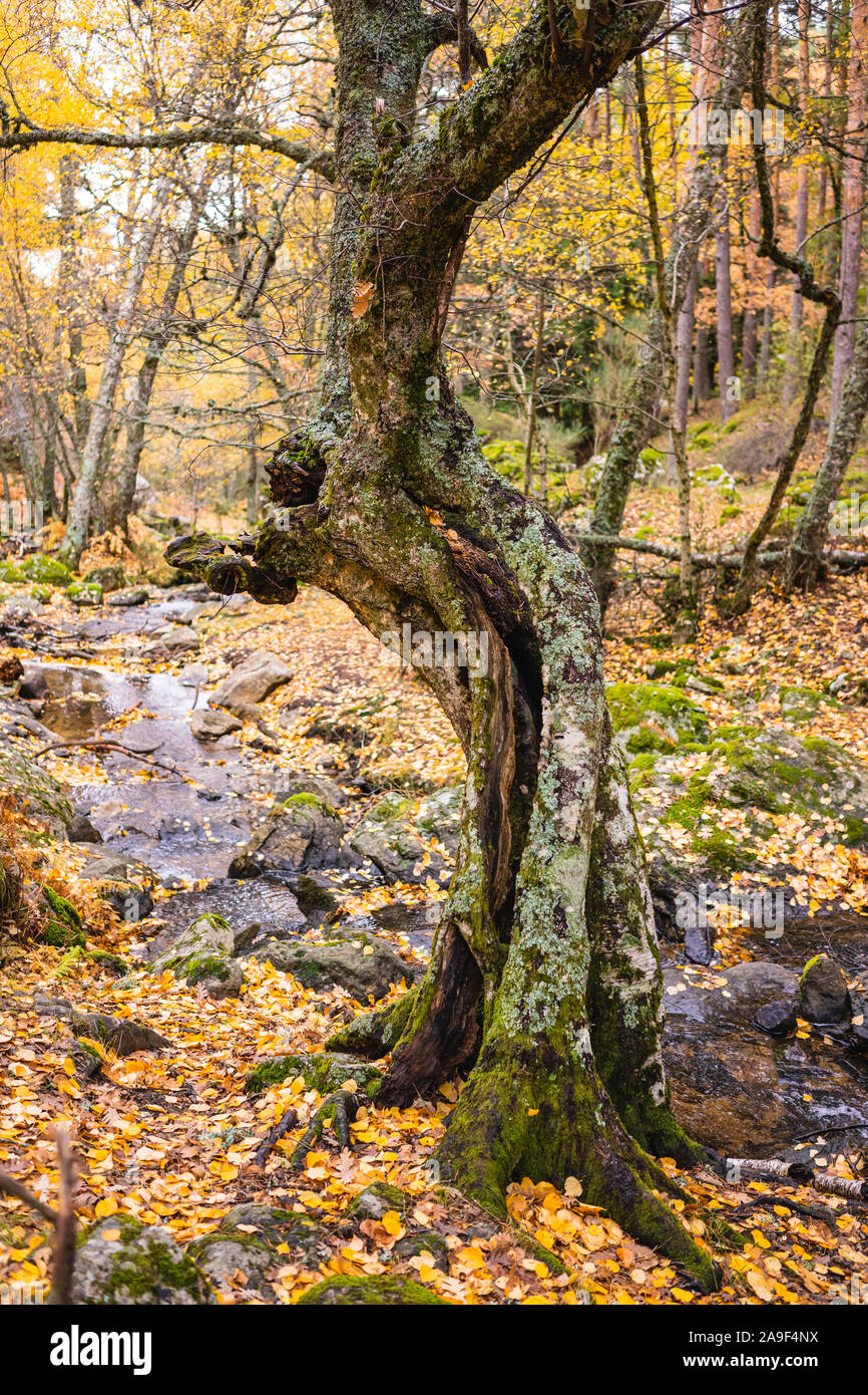 Tree With Twisted Trunk High Resolution Stock Photography and Images ...