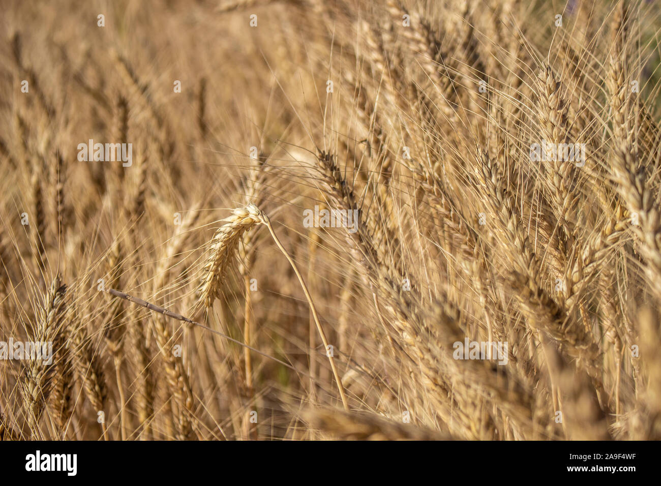 Wheat field on a summer day. Ears of wheat sloping toward the ground ...