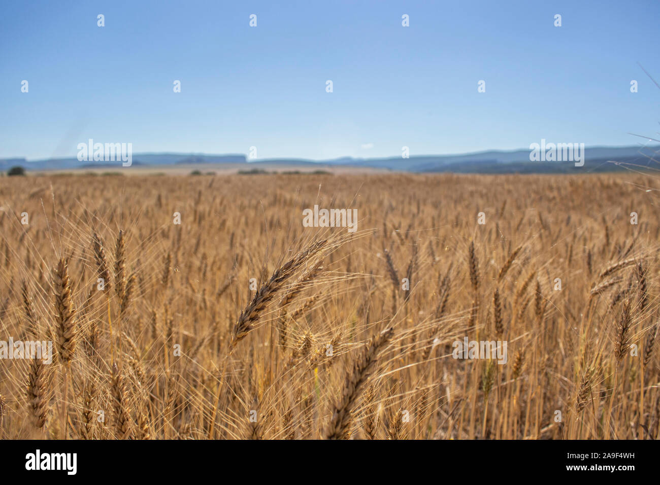Wheat field on a summer day. Ears of wheat sloping toward the ground ...