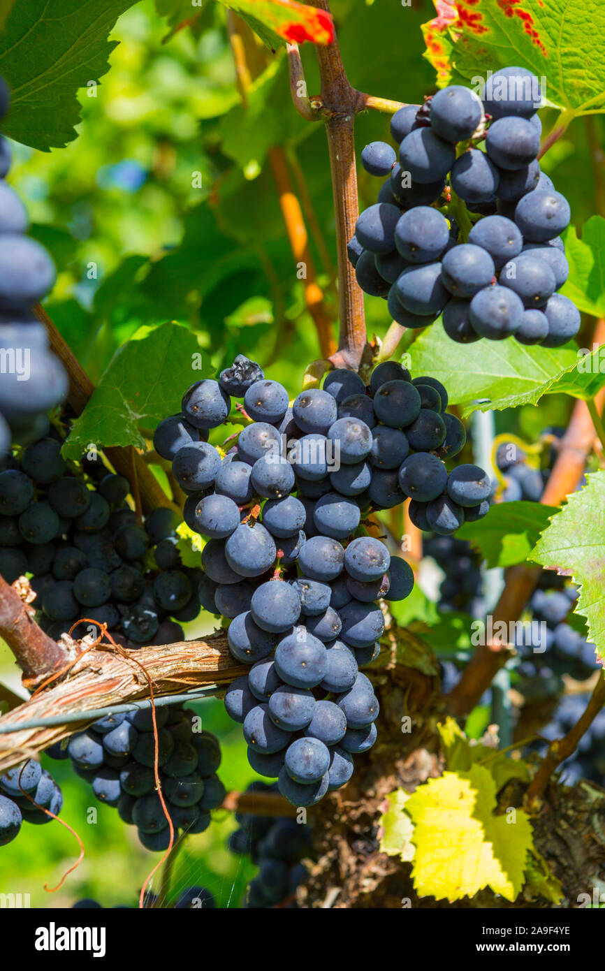 Deep wine colour hi-res stock photography and images - Alamy