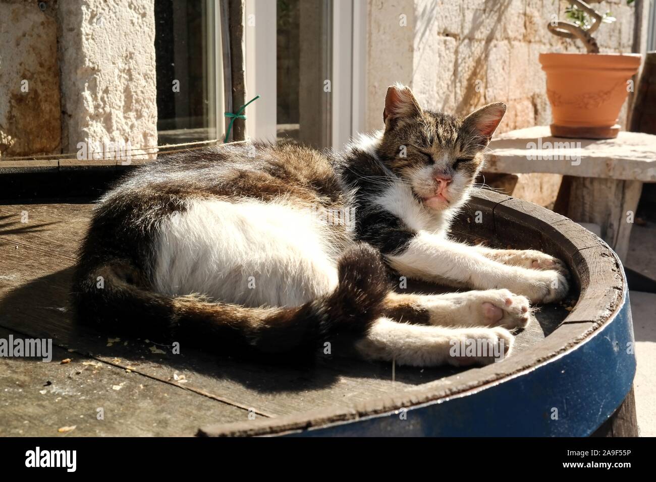 Cat resting on a barrel in Supetar, Brac, Croatia Stock Photo - Alamy