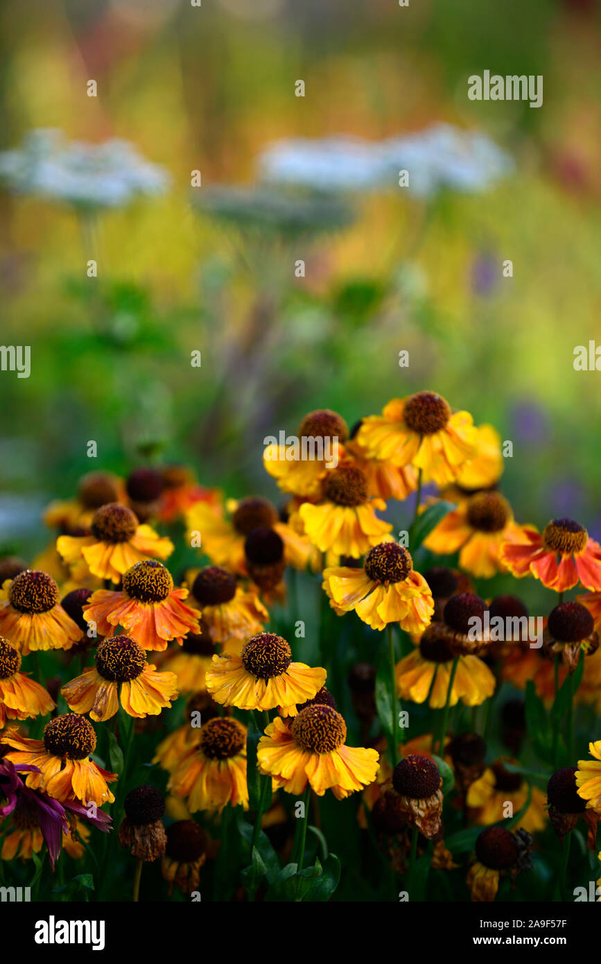 helenium sahin's early flowerer Stock Photo - Alamy