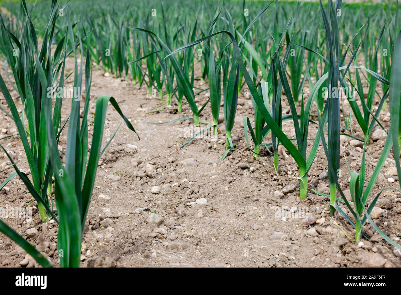 Field garlics hi-res stock photography and images - Alamy