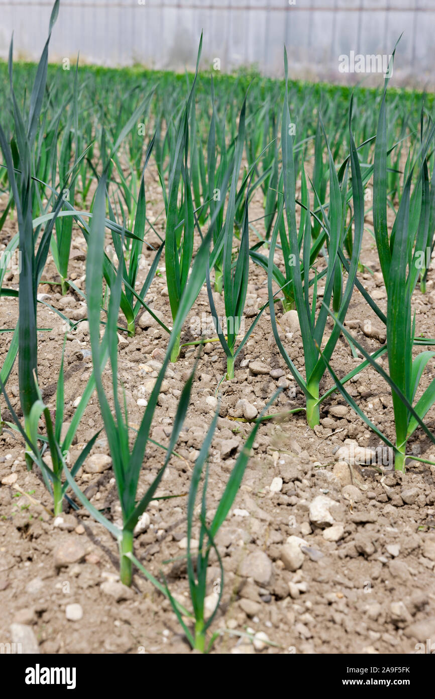 Field garlics hi-res stock photography and images - Alamy