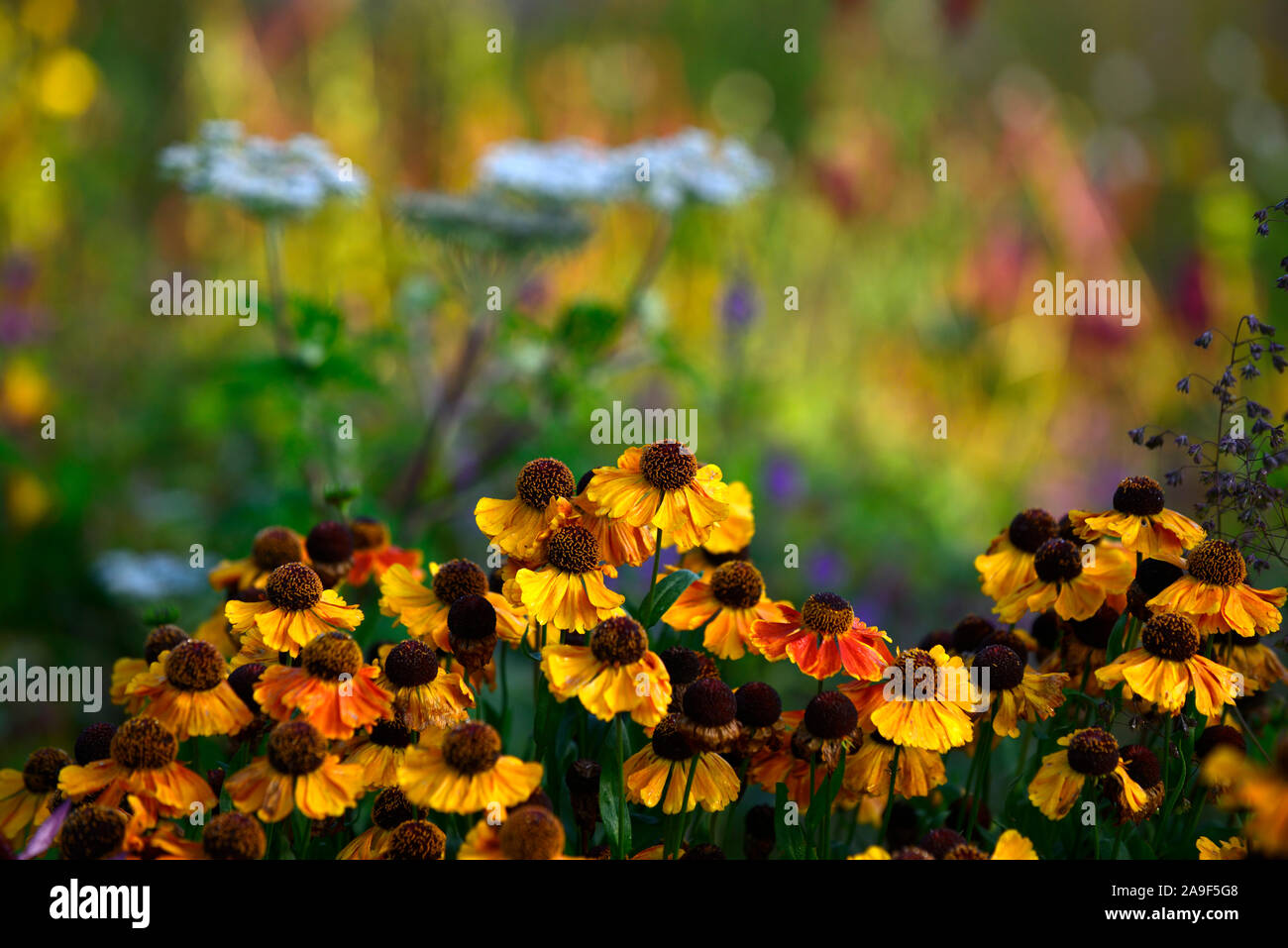 helenium sahin's early flowerer Stock Photo - Alamy