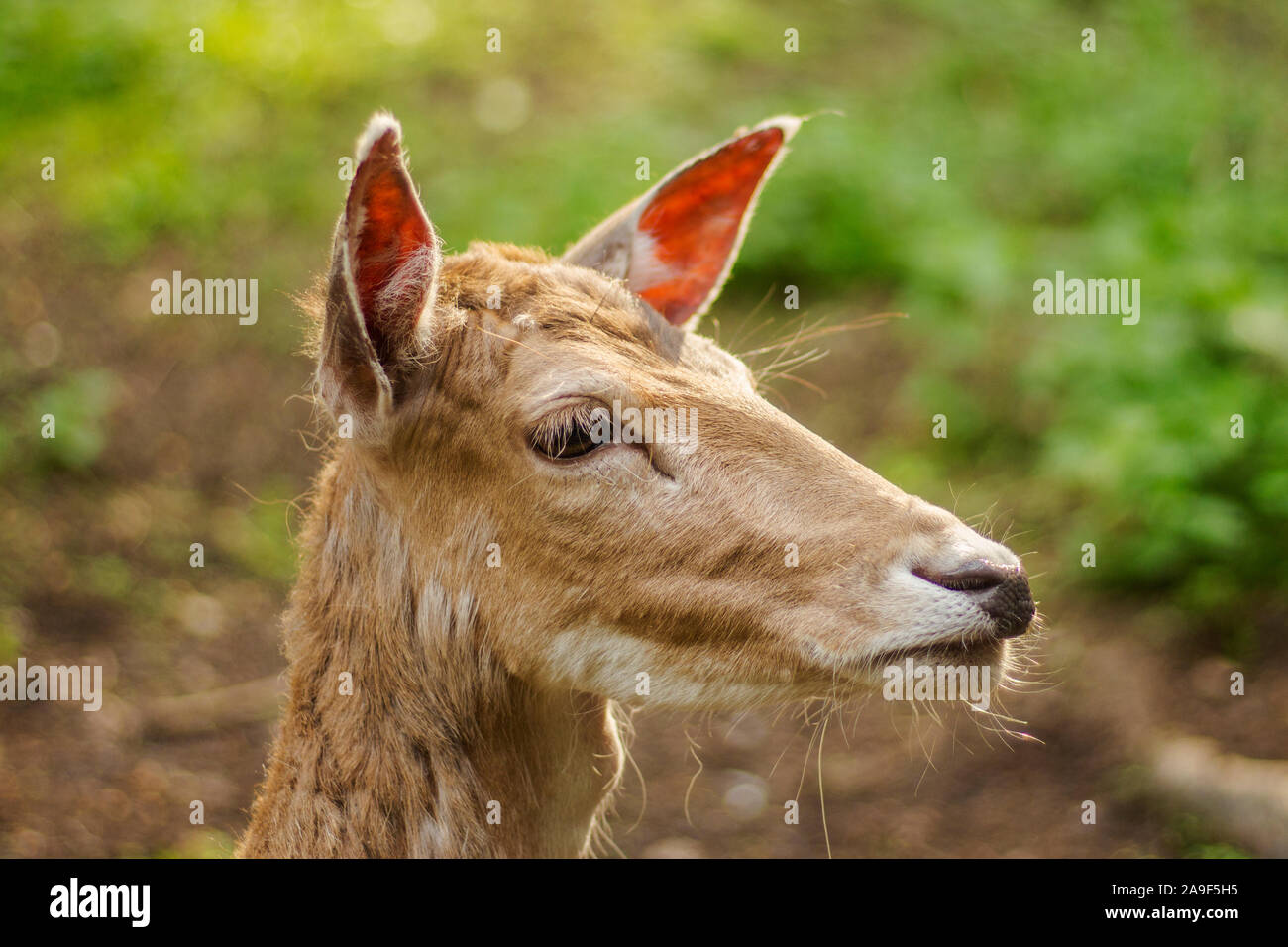 Deer walks in the forest. Wild animal. Deer hunting season. Spotted ...