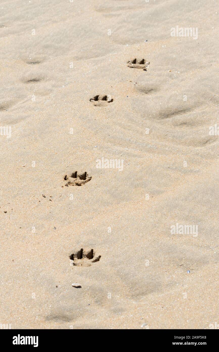 Animal footprints hi-res stock photography and images - Alamy