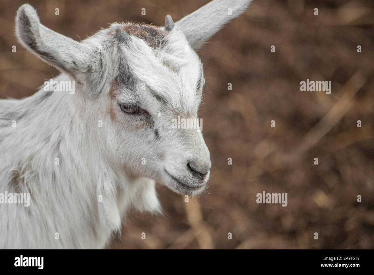 White goat on a livestock farm. The goat gives warm wool and goat milk ...