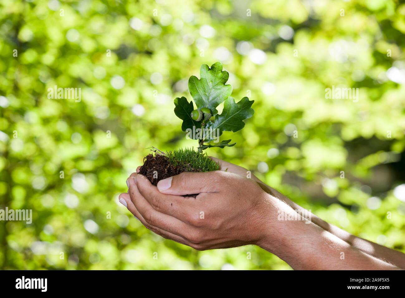 Oak sapling hi-res stock photography and images - Alamy