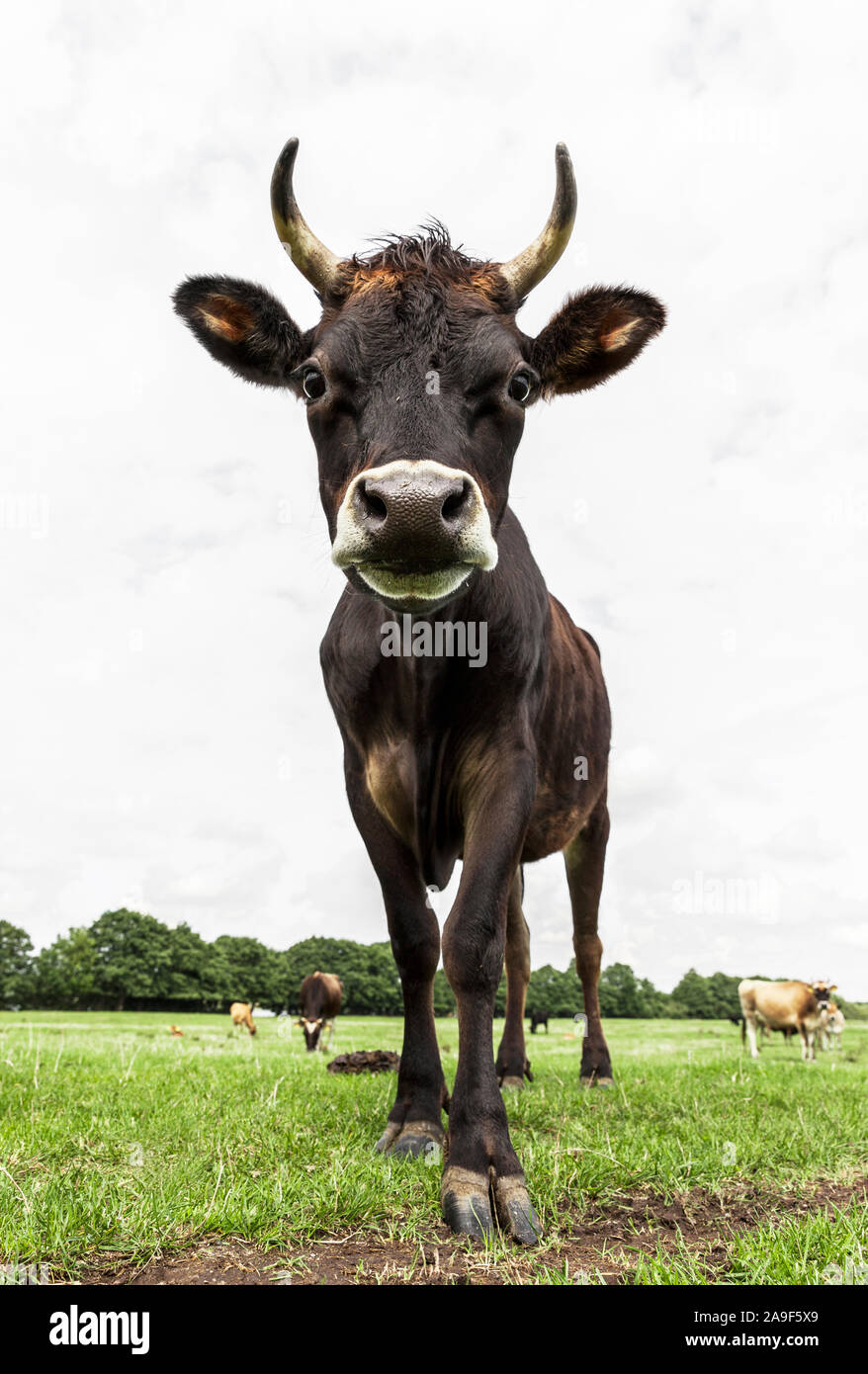 Cow with eyes closed hi-res stock photography and images - Alamy