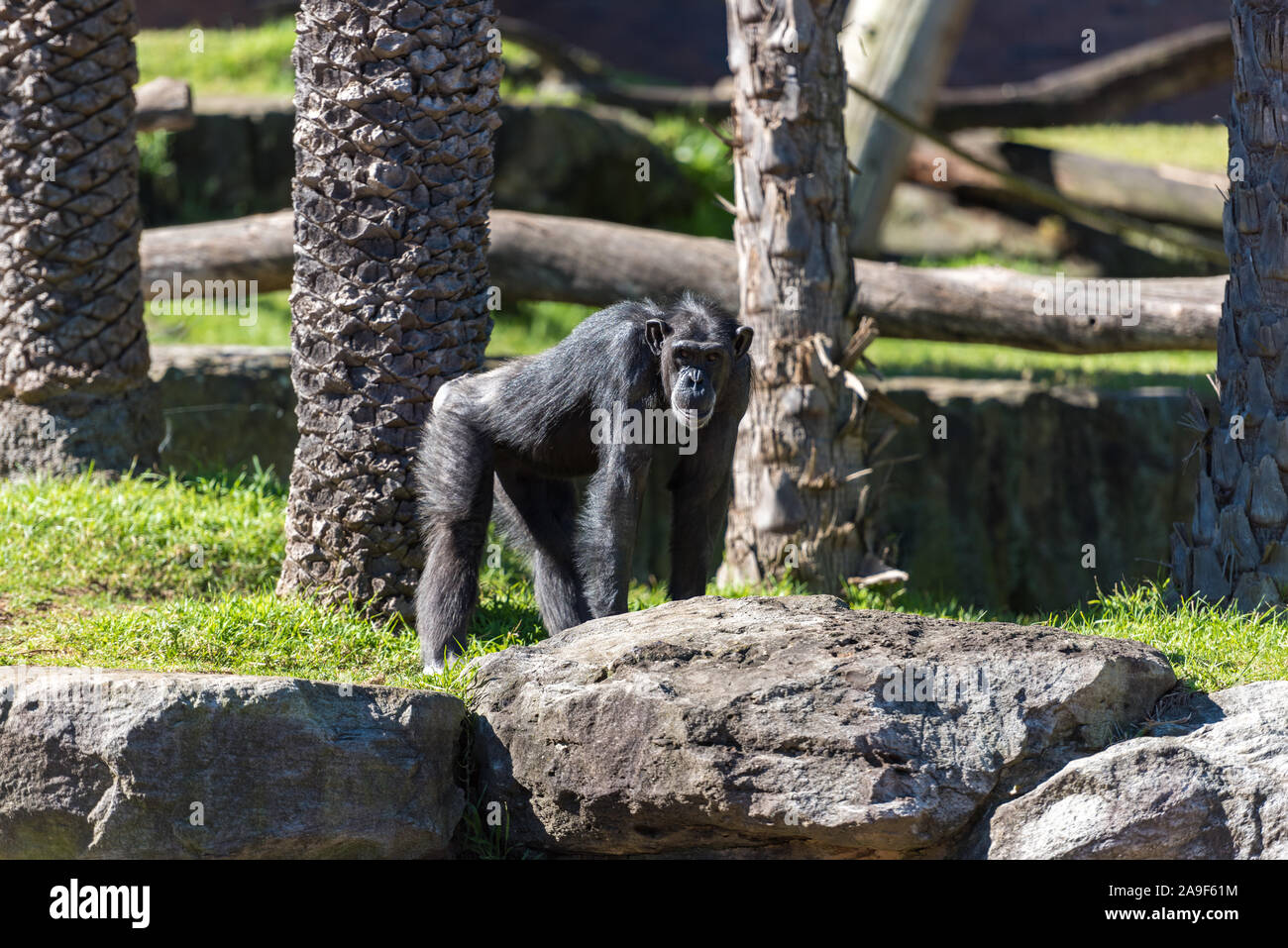 Chimpanzee walking on his fours against nature background Stock Photo ...