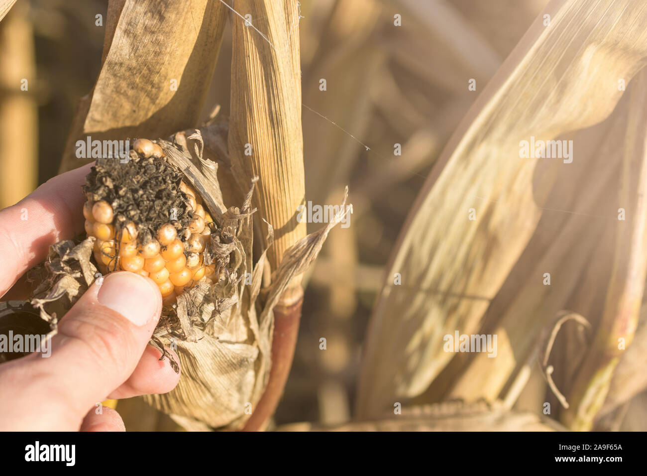 Large crop failure due to dehydrated maize plants due to climate change ...